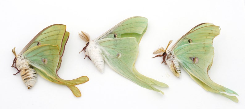 3 PRACTICE Grade Specimens of LUNA Moth Actias Luna - Etsy