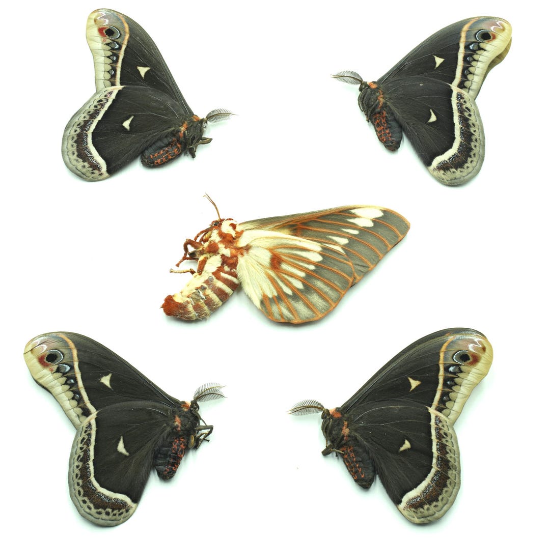 4 Eupackardia Calleta Moths and a Female Citheronia Splendens Unmounted ...