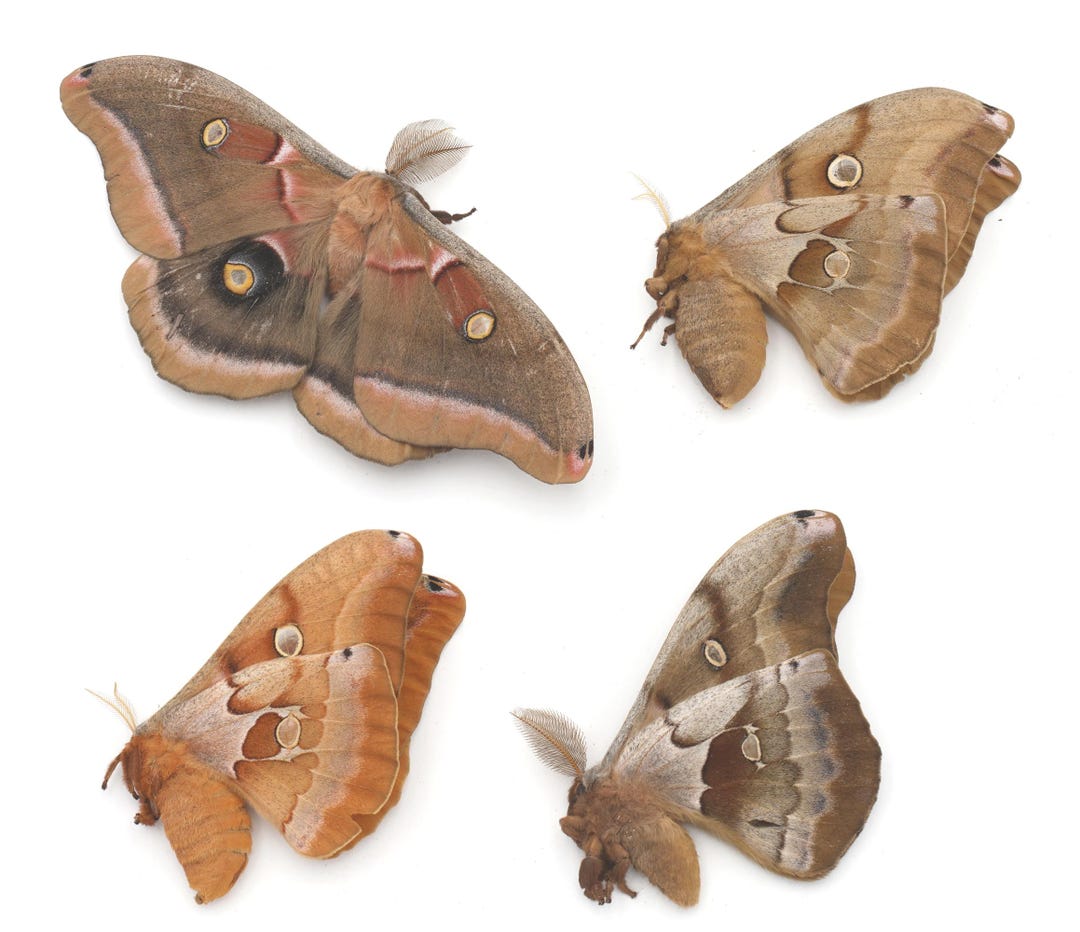POLYPHEMUS MOTHS Lot of 4 Unmounted Unspread Ex-pupa Specimens - Etsy