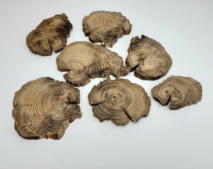 Irregular Shaped Reclaimed Oak Tree Slices for DIY Crafts Woodworking ...