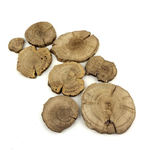 Wood Rounds - Etsy