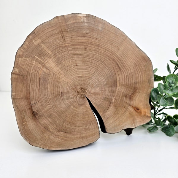 Tree Slab - Etsy
