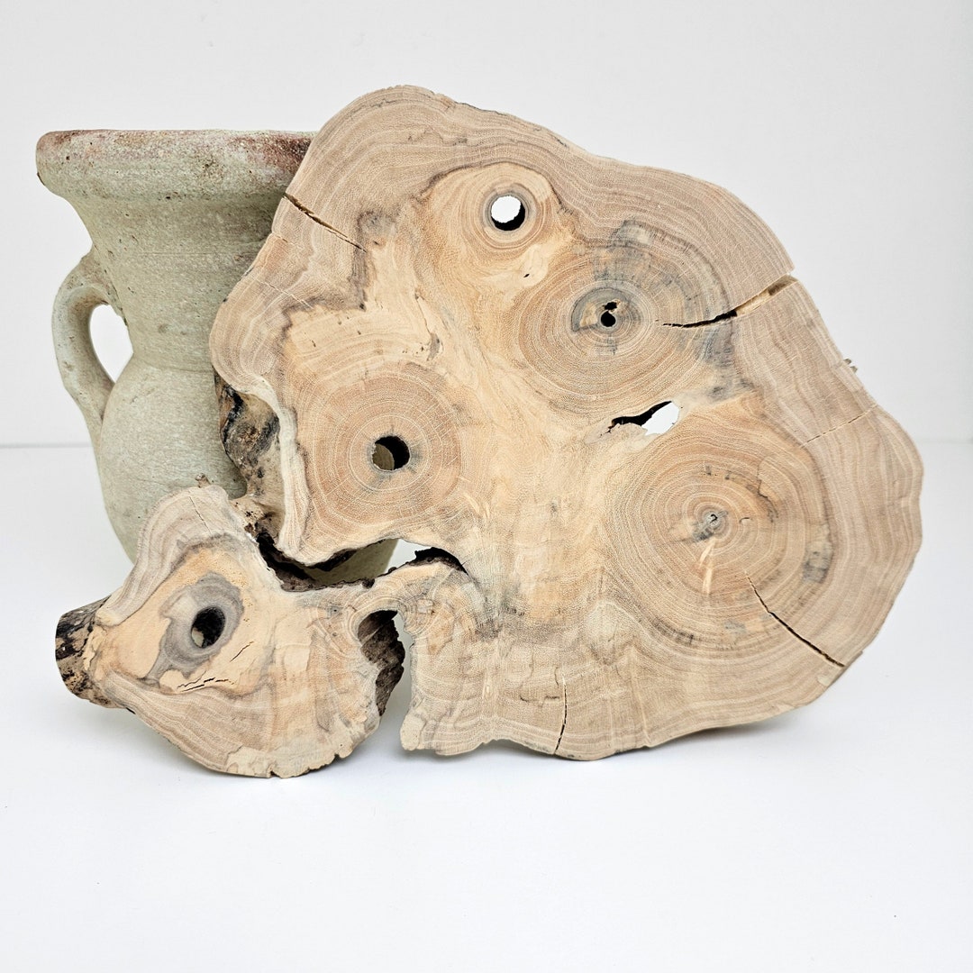Elder Tree Stump Slab, Live Edge With Holes - Etsy