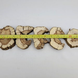 Irregular Shaped Reclaimed Gorse Tree Slices for DIY Crafts - Etsy