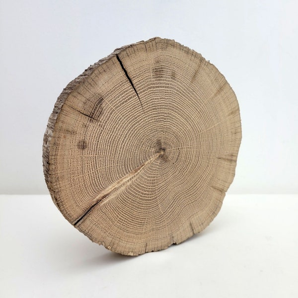 Oak Wood Slice - Etsy