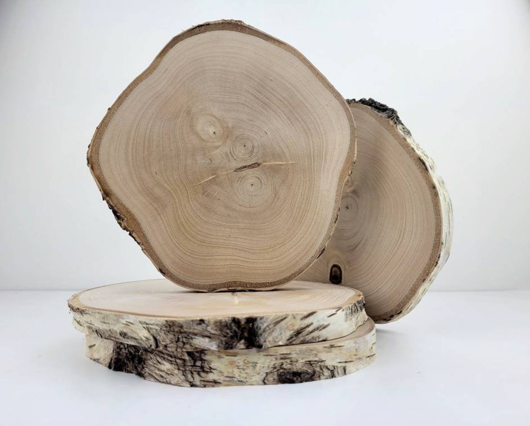 Natural Blank Birch Wood Slab Birch Wood Rounds for Crafts - Etsy