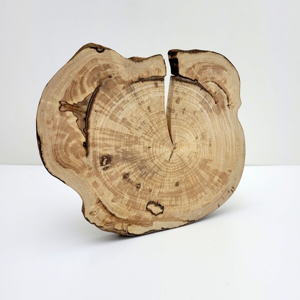 Tree Slab - Etsy