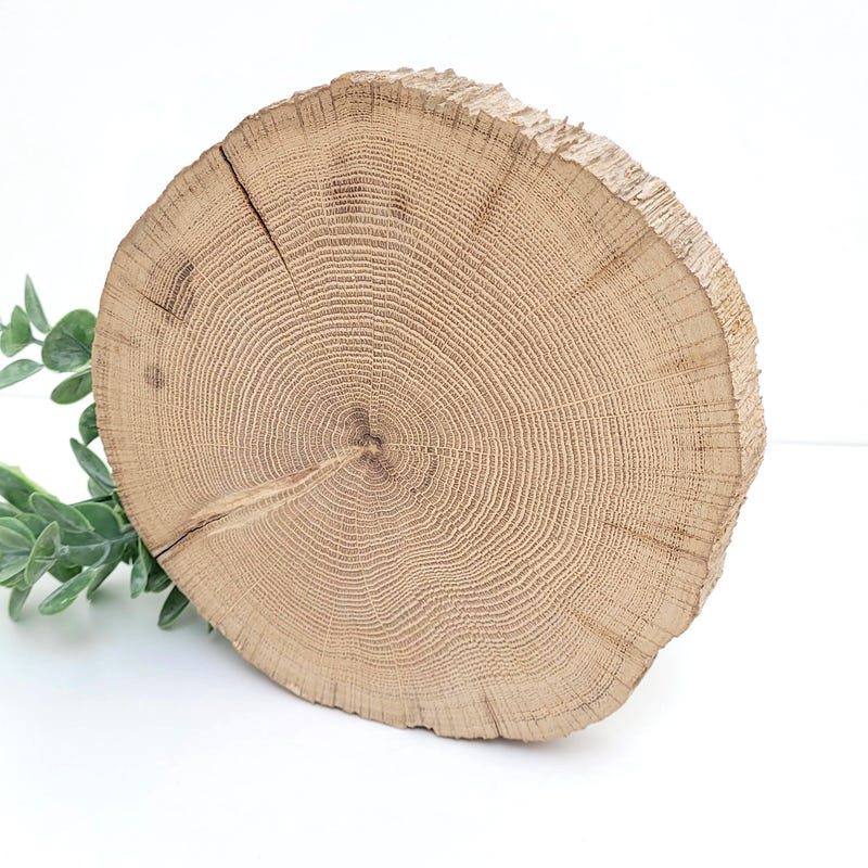 Oak Wood Slice - Etsy