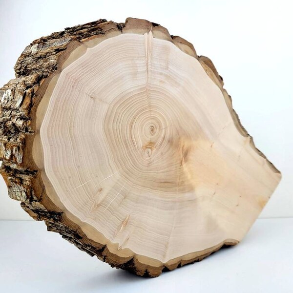 Large Wood Slices - Etsy