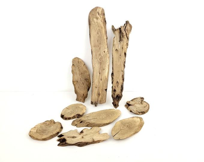 Irregular Shaped Reclaimed Gorse Tree Slices for DIY Crafts Woodworking ...