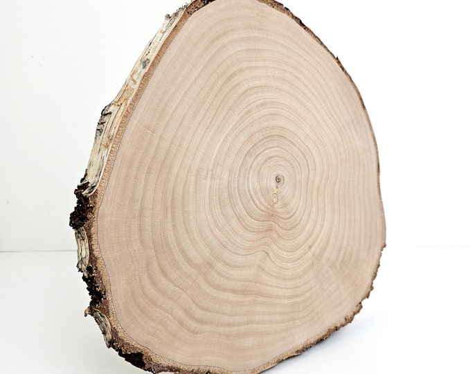 Large Birch Tree Slab Birch Wood Slice 11 Inch Birch Tree Slice - Etsy