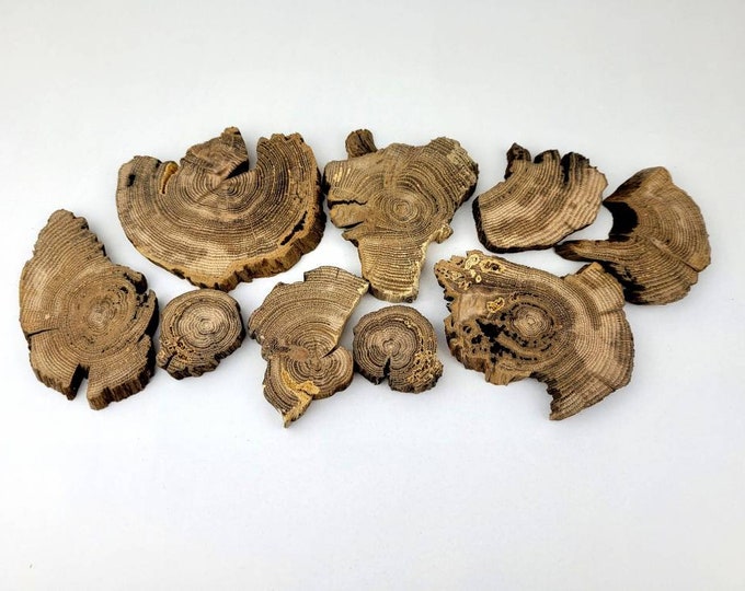 Irregular Shaped Reclaimed Oak Tree Slices for DIY Crafts Woodworking ...