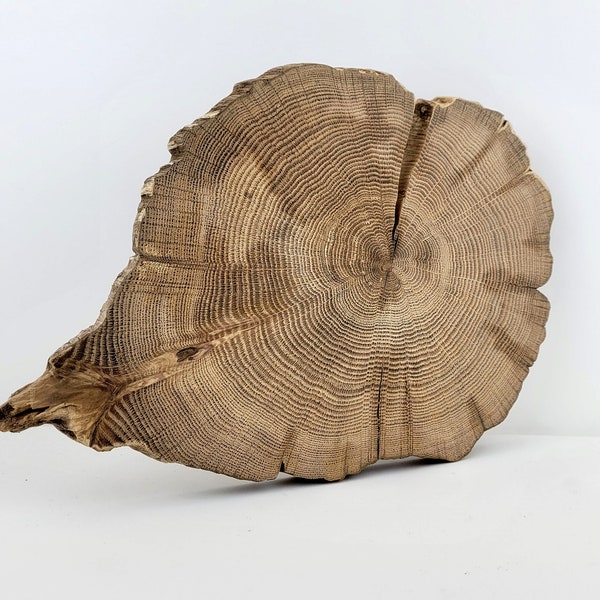 Tree Trunk Slices - Etsy