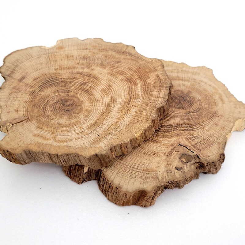 Oak Wood Slice - Etsy