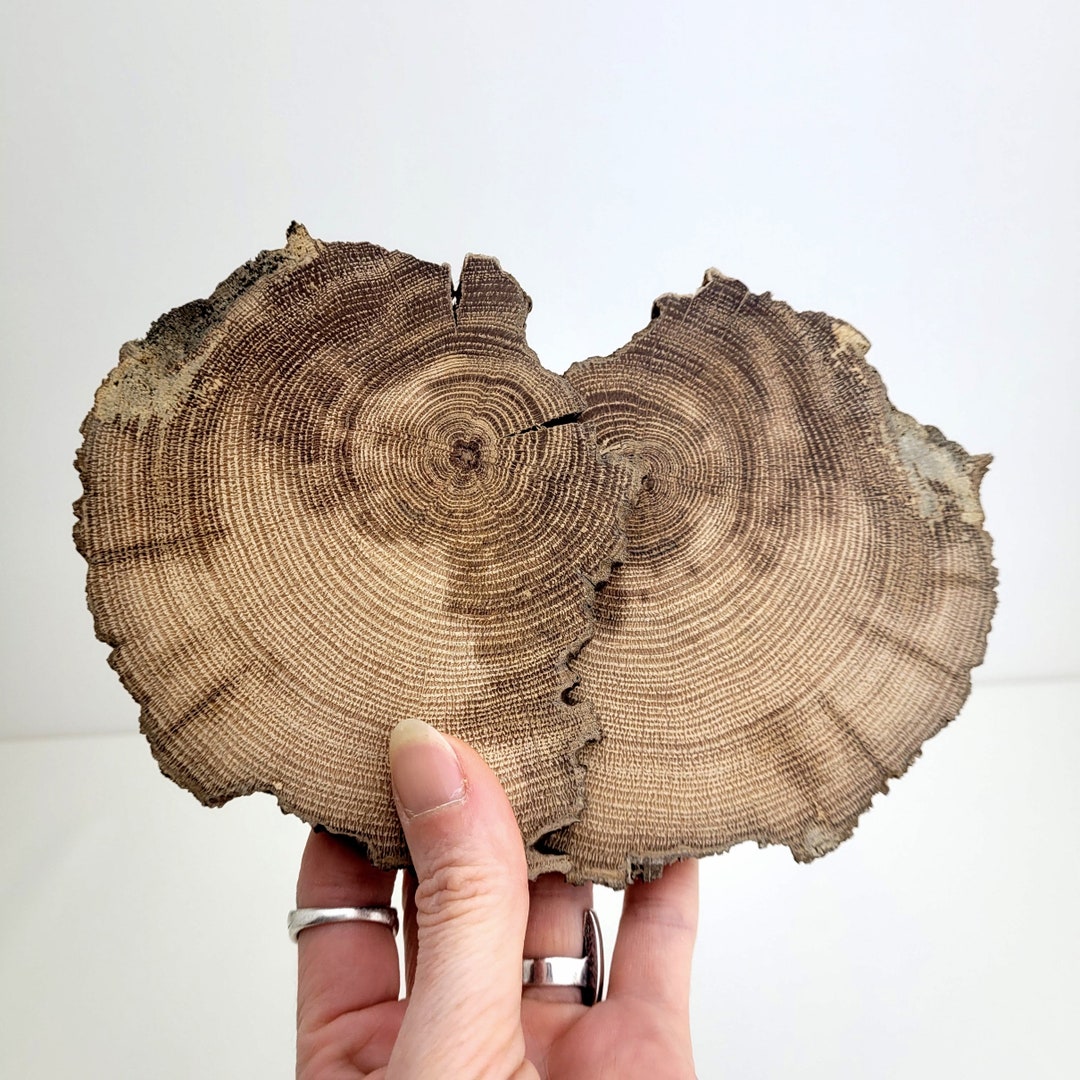 Irregular Odd Shape Oak Wood Slices Round Slabs, Live Edge Sanded ...