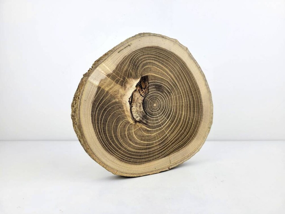 Dark Wood Tree Slice Natural Wood Rustic Coaster, Tree Round Slab 19cm ...