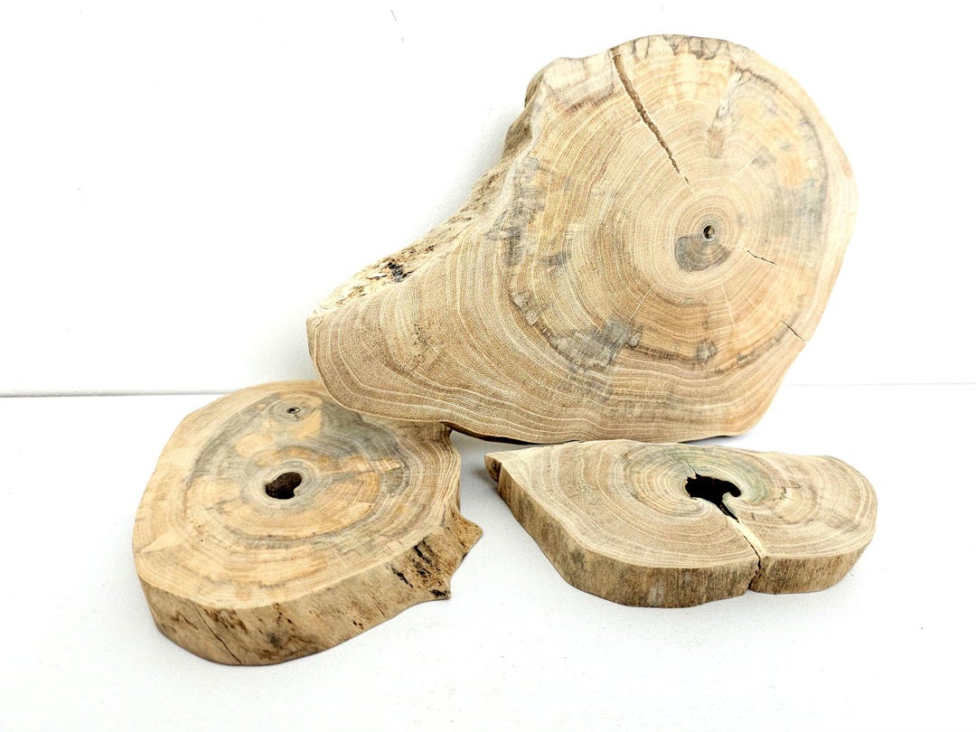 Reclaimed Elder Tree Trunk Slices, Natural Raw Wood Pieces With Lots of ...