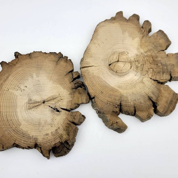 Large Log Slice - Etsy