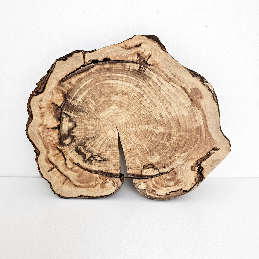 Wood Round Slab, Natural Beech Tree Slice, Wood Coaster, Centerpiece ...