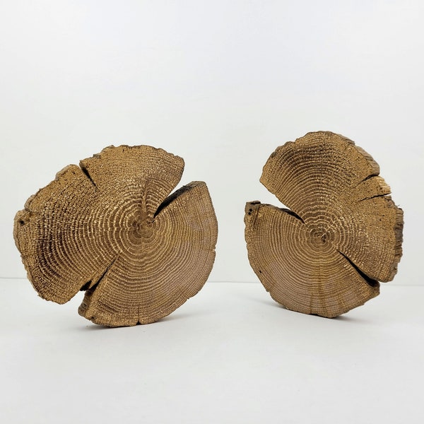 Oak Tree Slices - Etsy