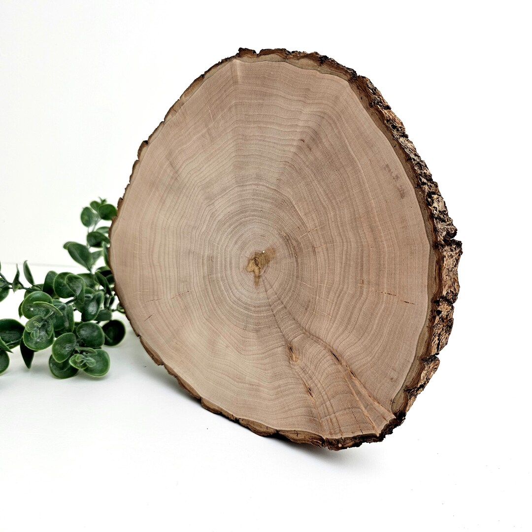 Large Willow Wood Slice, Natural Raw Wood Round Slab 24cm, Rustic ...