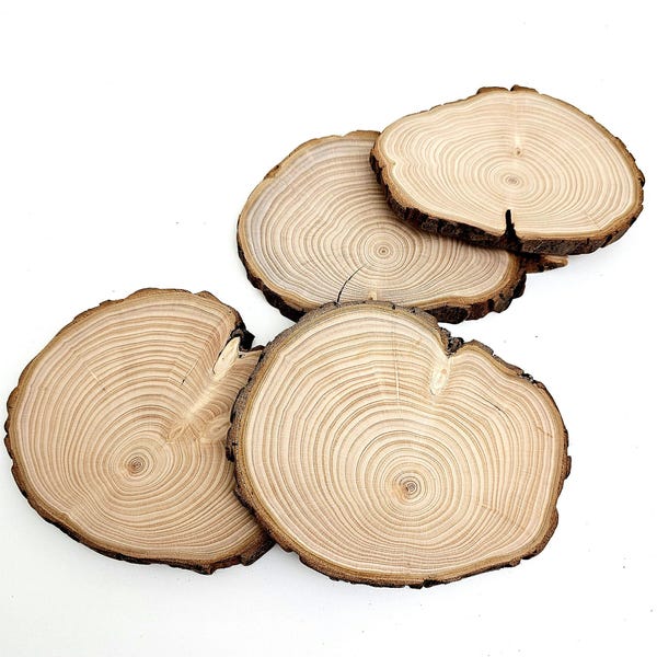 Tree Trunk Slices - Etsy