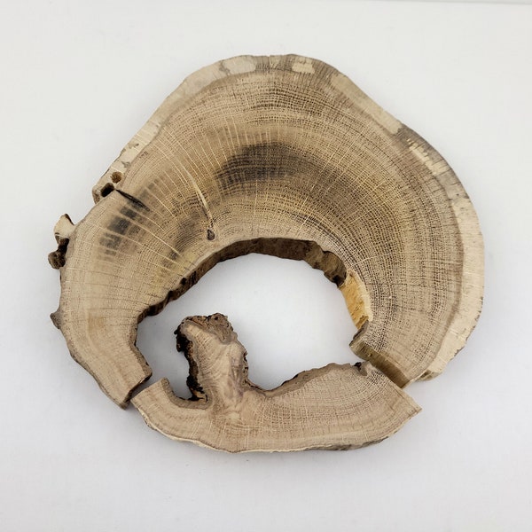 Irregular Wood Slice - Etsy