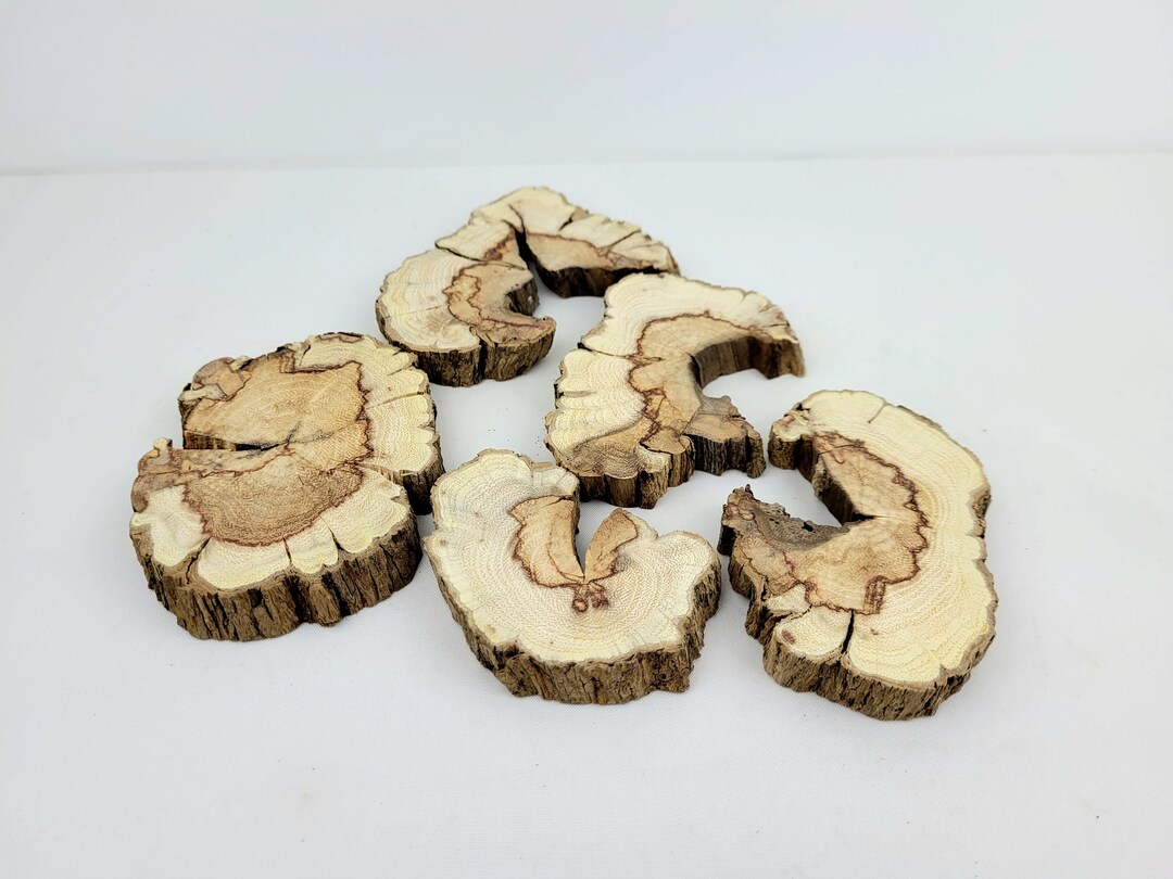 Irregular Shaped Reclaimed Gorse Tree Slices for DIY Crafts - Etsy