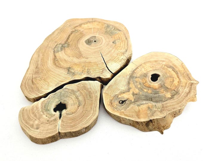 Reclaimed Elder Tree Trunk Slices, Natural Raw Wood Pieces With Lots of ...