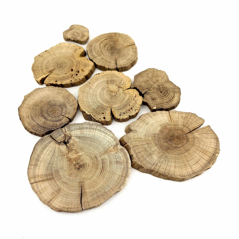 Oak Wood Slice - Etsy