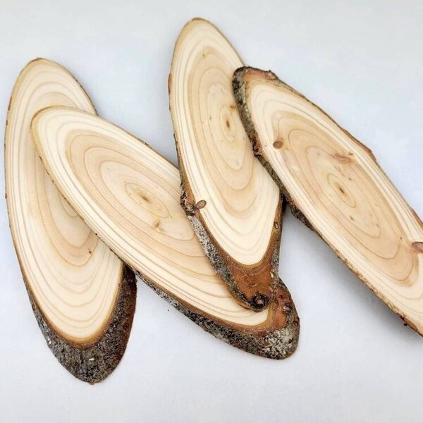 Tree Slices - Etsy