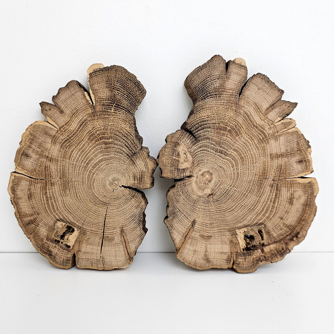 Irregular Shaped Oak Wood Slices With Natural Curved Edges, Perfect for ...