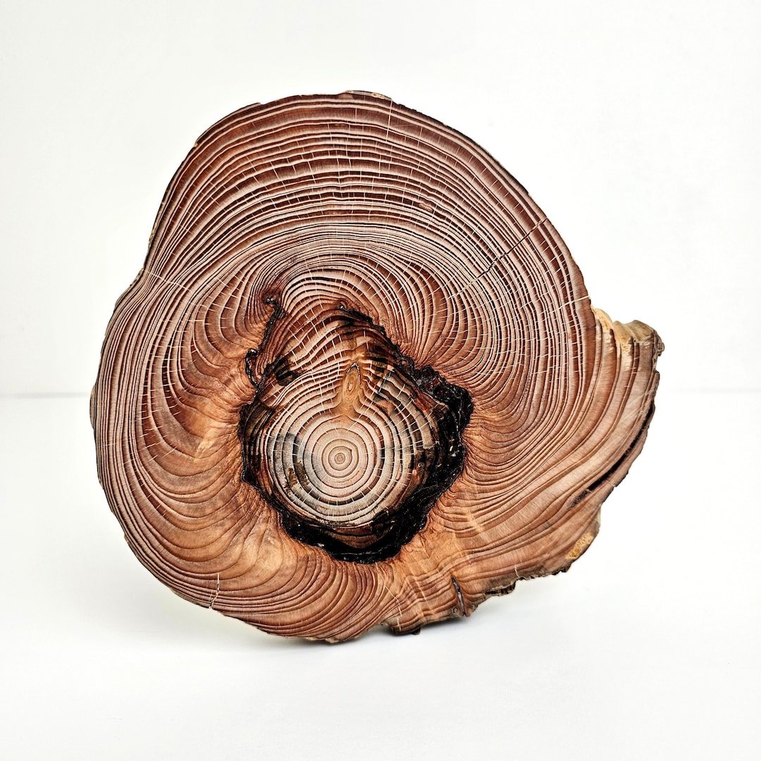 Reclaimed Larch Wood Slices Irregular Round Shape, Heart Wood Rounds ...