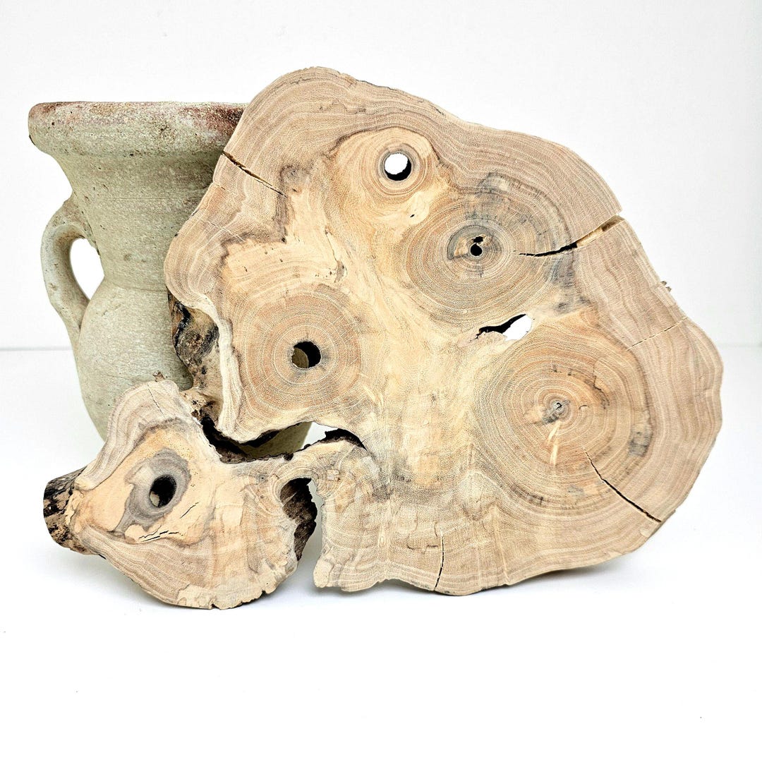 Elder Tree Trunk Slab With Holes, Live Edge Wood Round Sanded Smooth ...