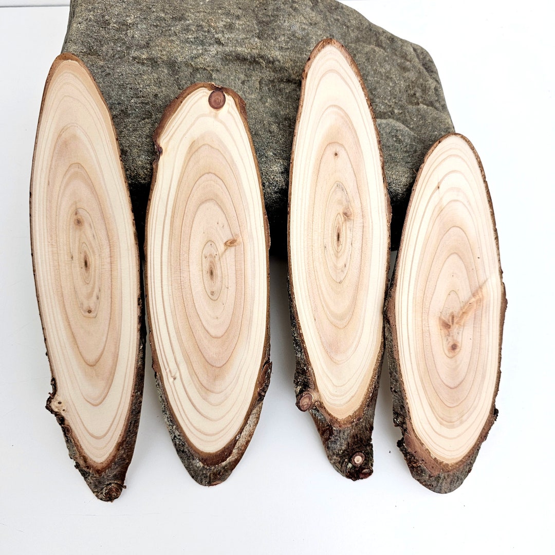 Oval Tree Slices, Unfinished Larch Wood Blanks With Bark, Woodworking ...