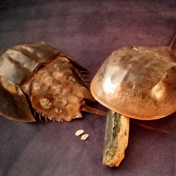 Painted Crab Shell - Etsy