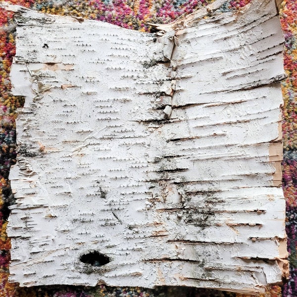Birch Bark Sheets - Etsy