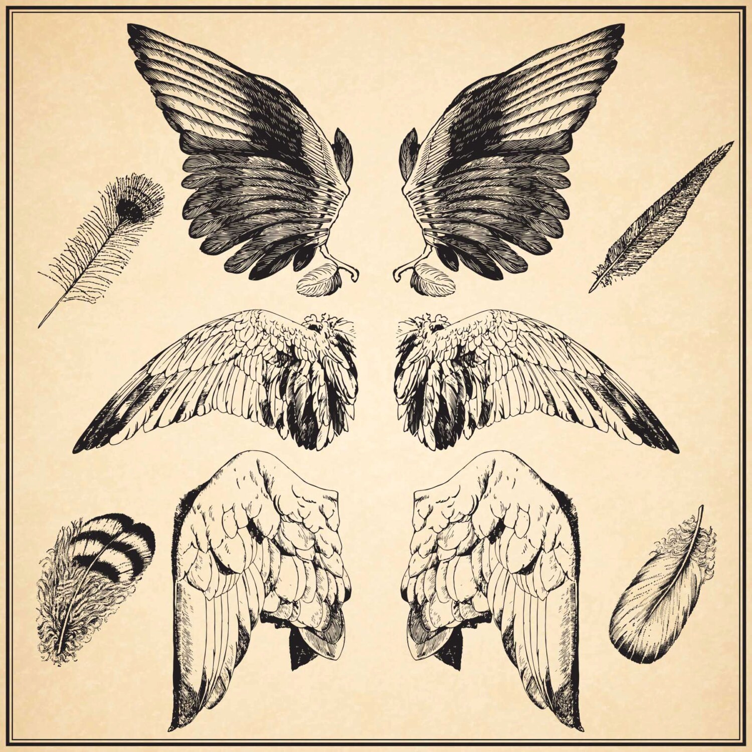 Feather Wing Clipart