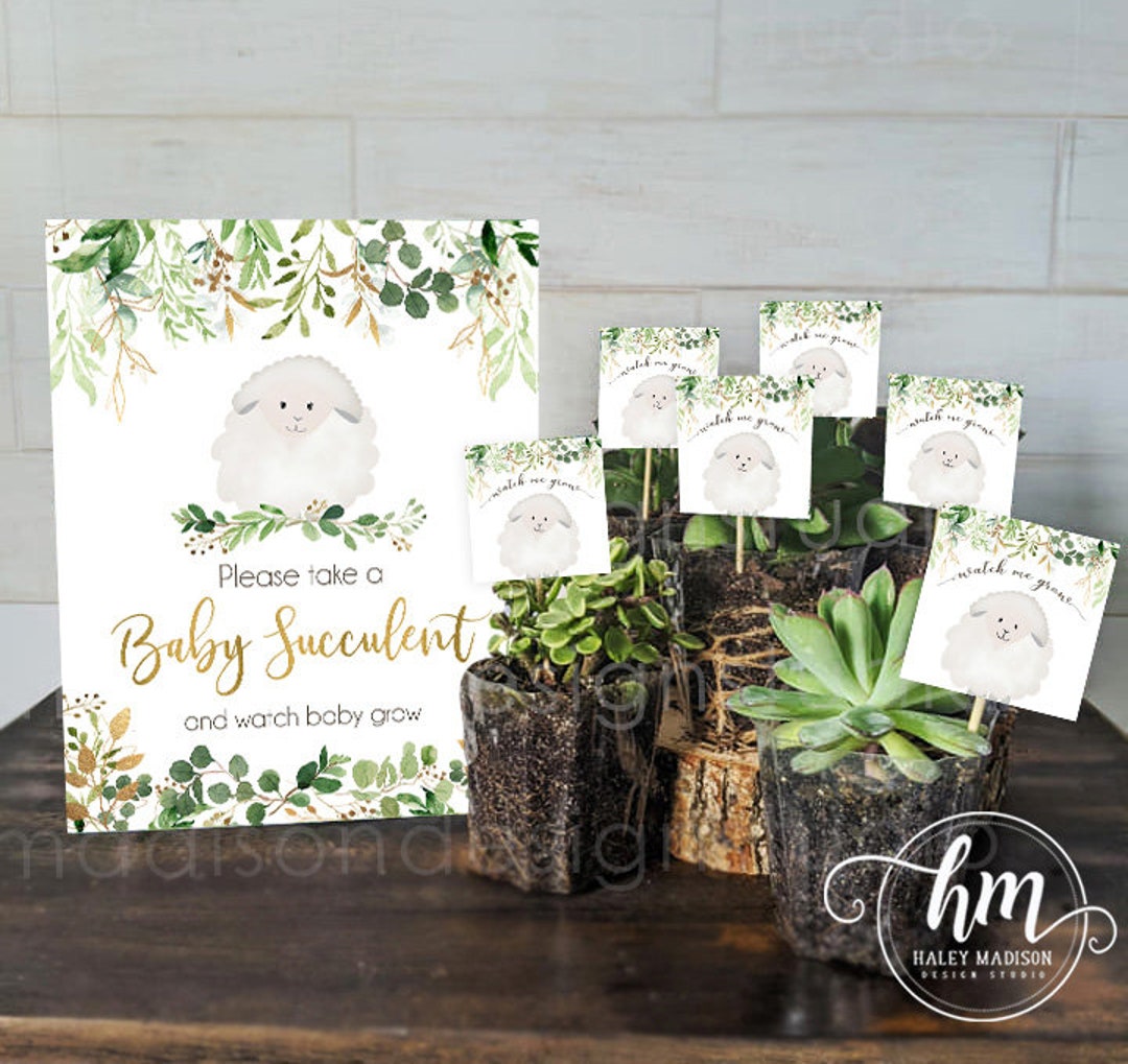 Little Lamb Baby Succulent Favors, Watch Baby Grow Succulent Favor ...