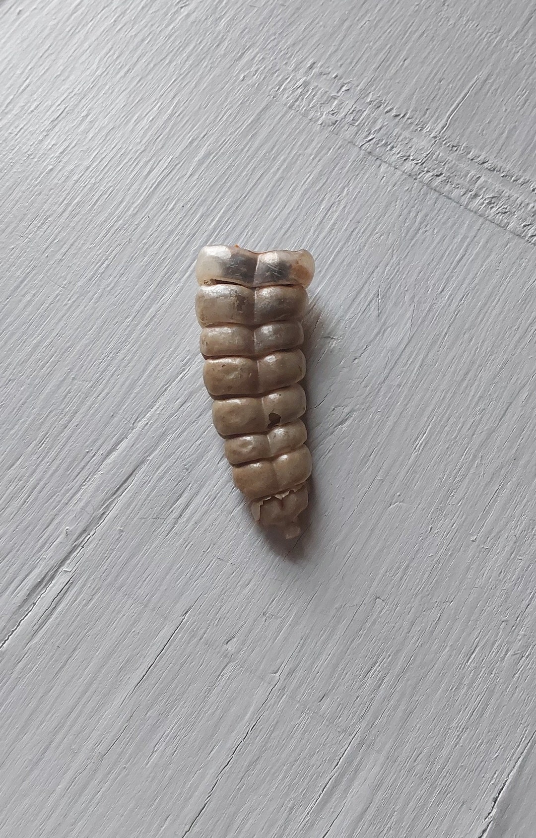 Diamondback Rattlesnake Tail Rattle 8 Segments 1 3/4 Long - Etsy