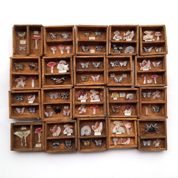 Curio Displays - Etsy