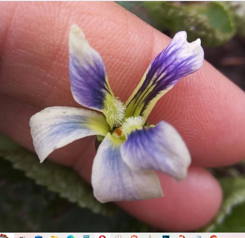 Wild Violets Plants: Mixed Purple White Perennial Bare Root - Etsy
