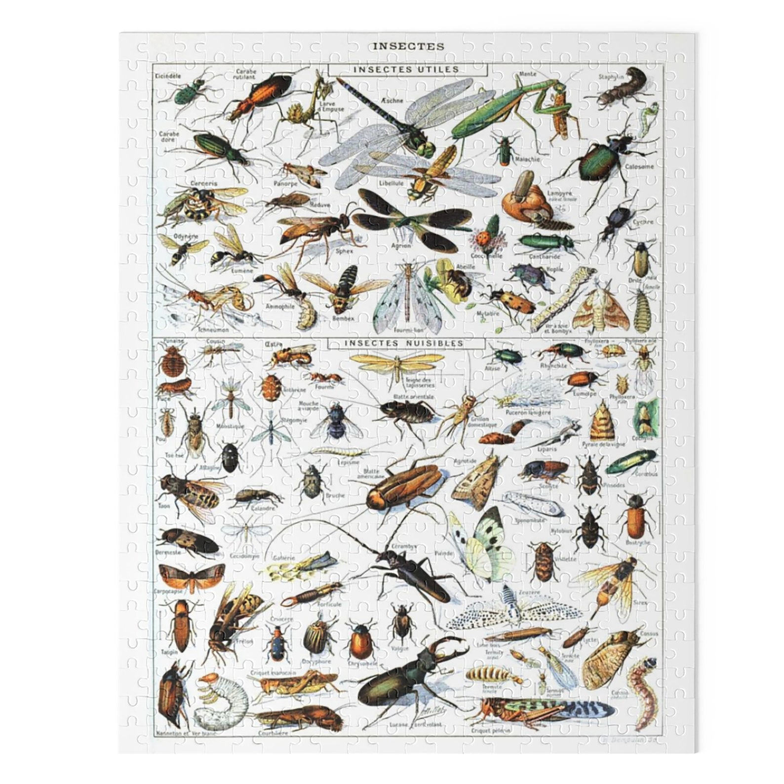 Puzzle for Adults Insect Chart Bug Insectes Vintage - Etsy
