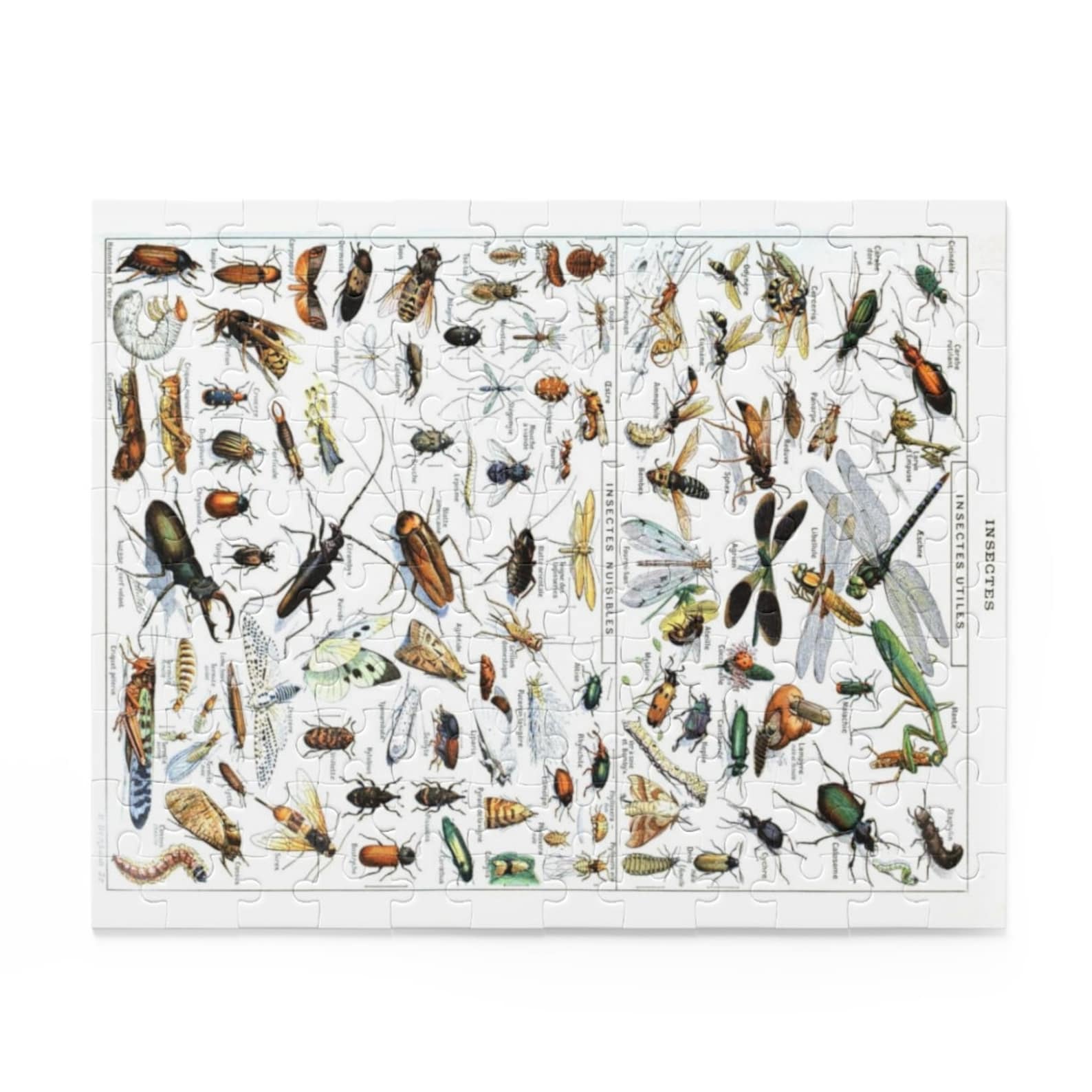 Puzzle for Adults Insect Chart Bug Insectes Vintage - Etsy