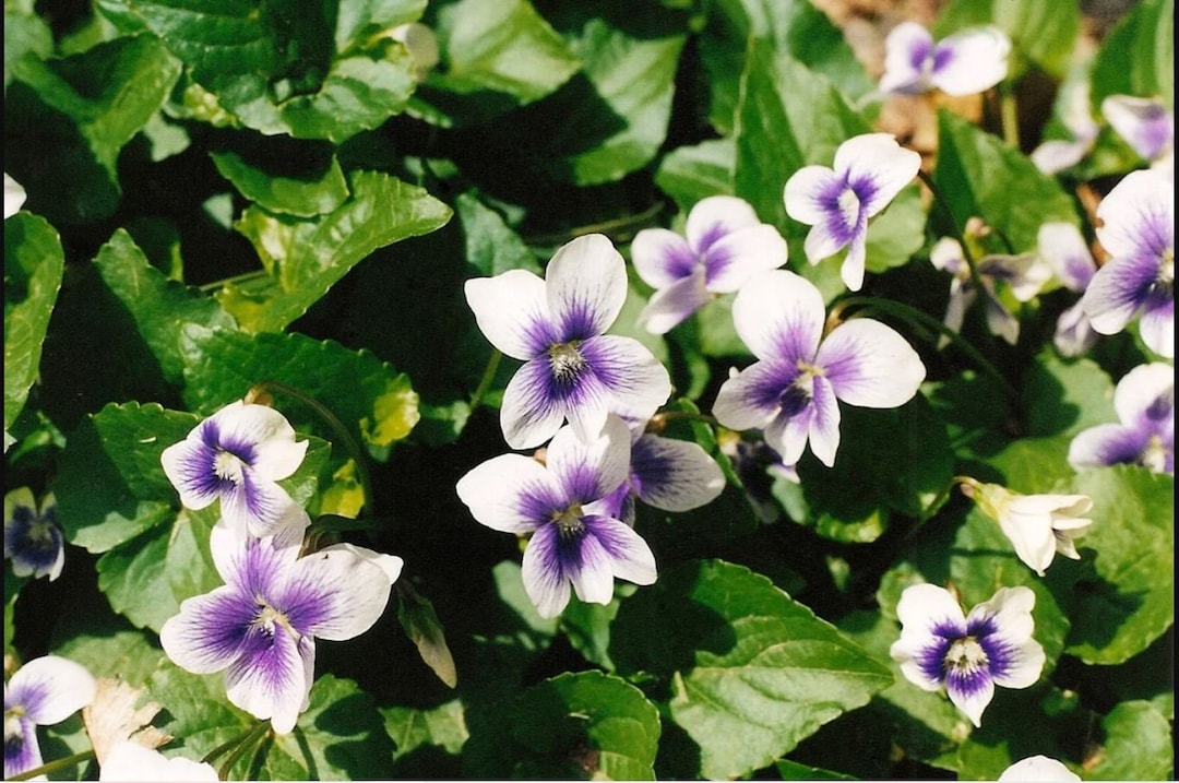 Wild Violets Plants: Mixed Purple White Perennial Bare Root - Etsy