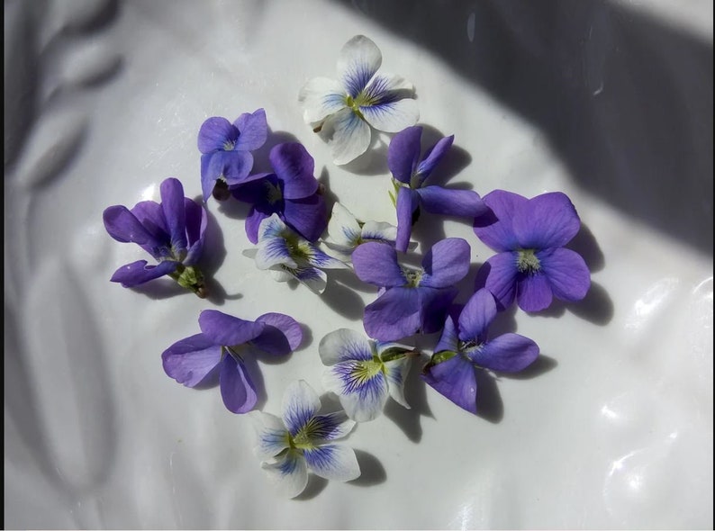 Wild Violets Plants: Mixed Purple White Perennial Bare Root - Etsy