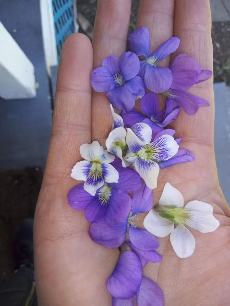 Wild Violets Plants: Mixed Purple White Perennial Bare Root - Etsy