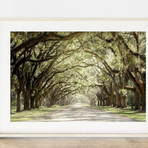 Tree Photography Low Country Landscape Art Live Oak Tree - Etsy