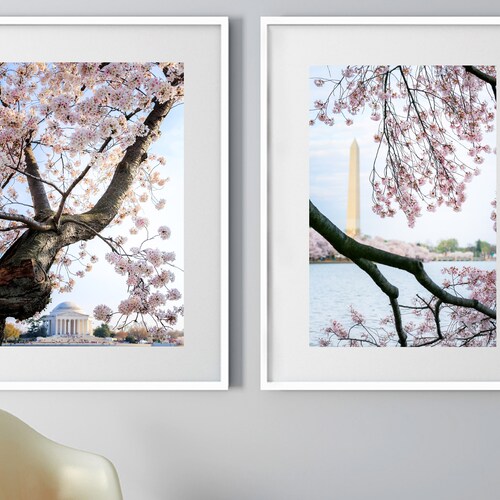 Washington DC Photography Set of 3 Cherry Blossoms Print Set - Etsy