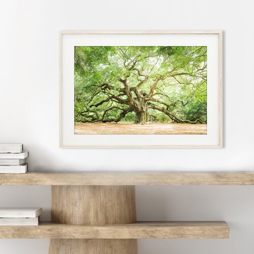 Live Oak Tree Photo Tree Photography Green Wall Art Twelve - Etsy